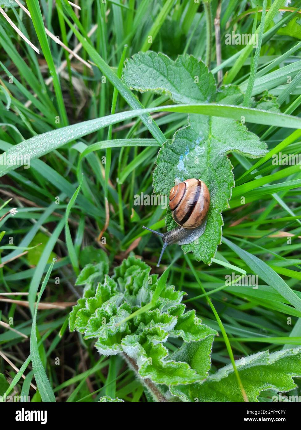 Brown-lipped Snail (Cepaea nemoralis Stock Photo - Alamy