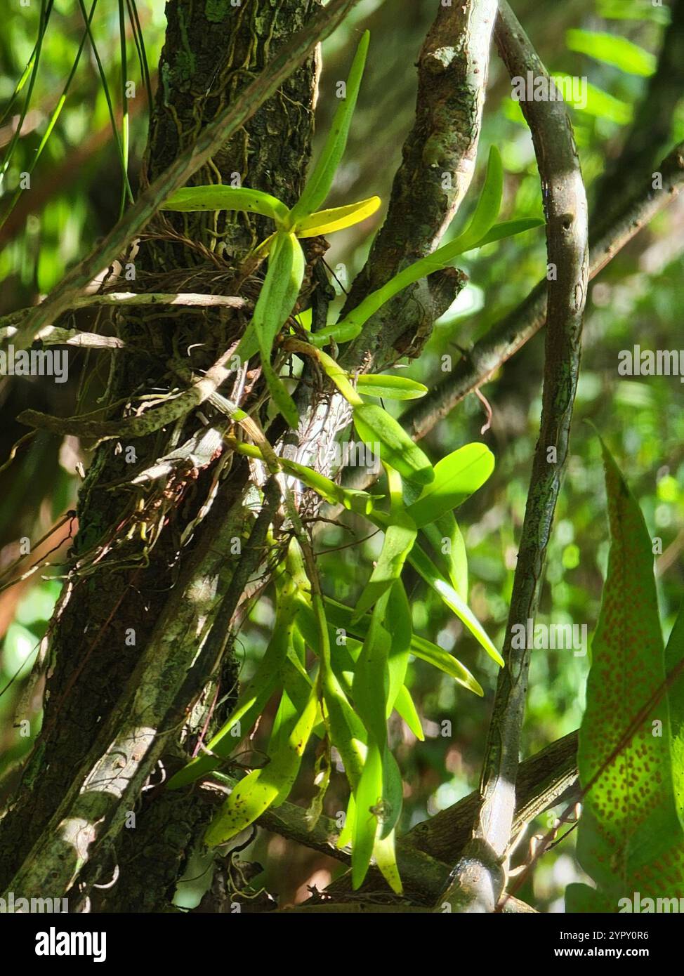 Stiff Flower Star Orchid (Epidendrum rigidum Stock Photo - Alamy