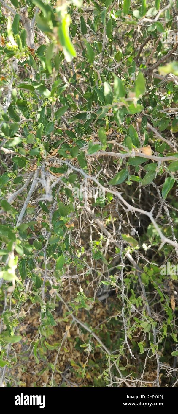 spiny hackberry (Celtis pallida Stock Photo - Alamy
