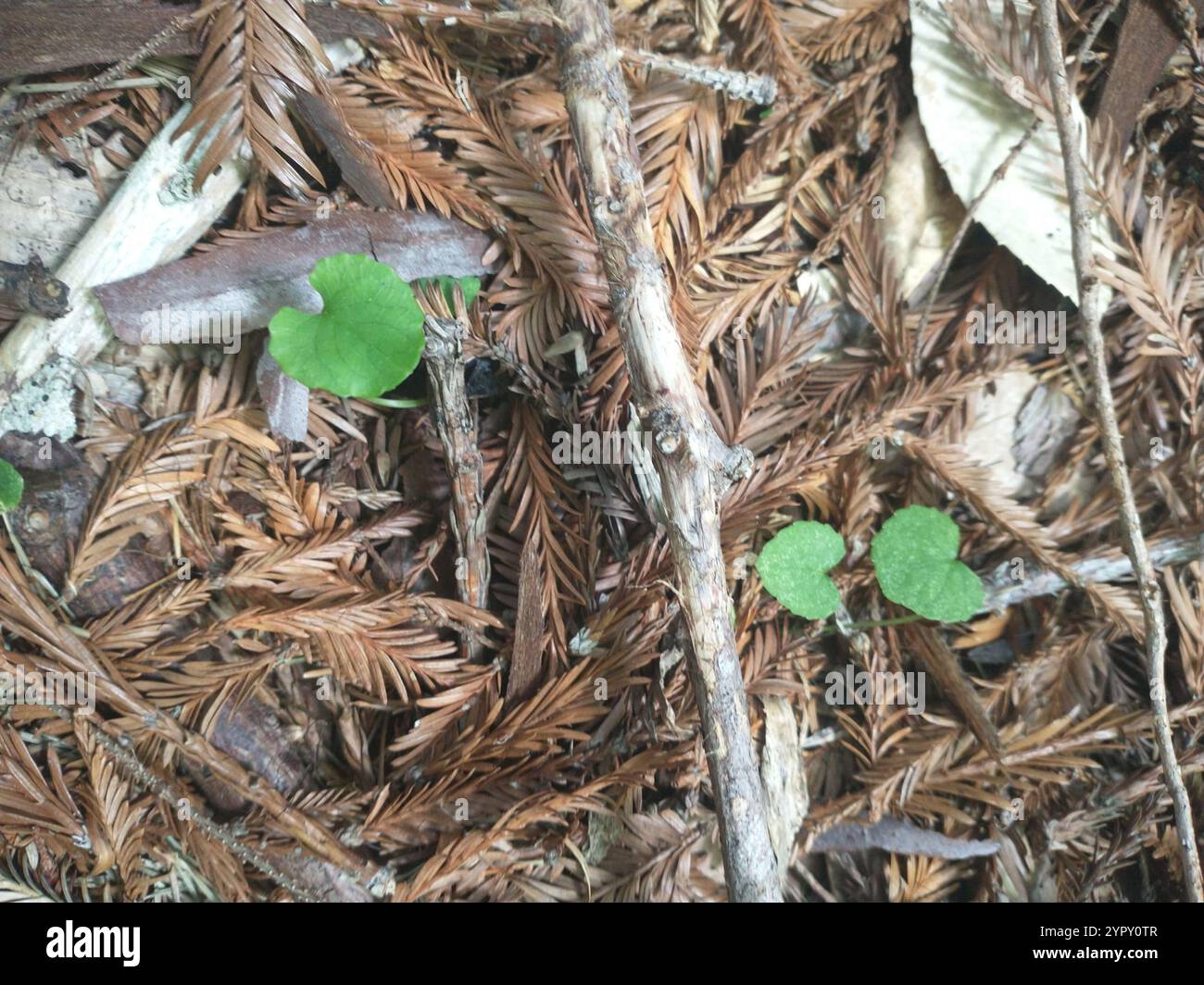 Redwood Violet (Viola sempervirens Stock Photo - Alamy