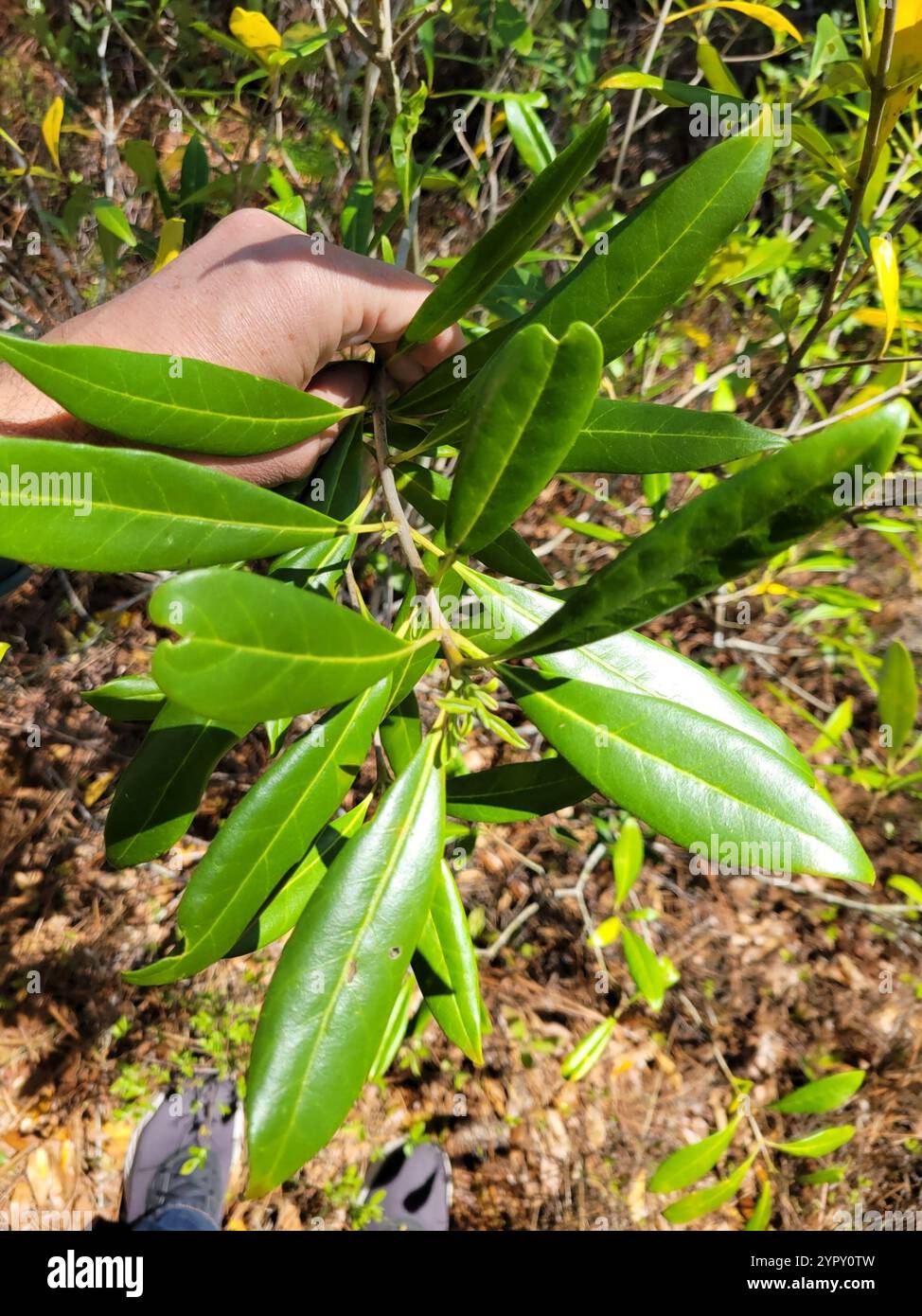 Cartrema hi-res stock photography and images - Alamy