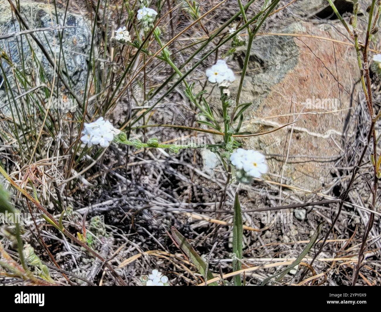 flaccid cryptantha (Cryptantha flaccida Stock Photo - Alamy