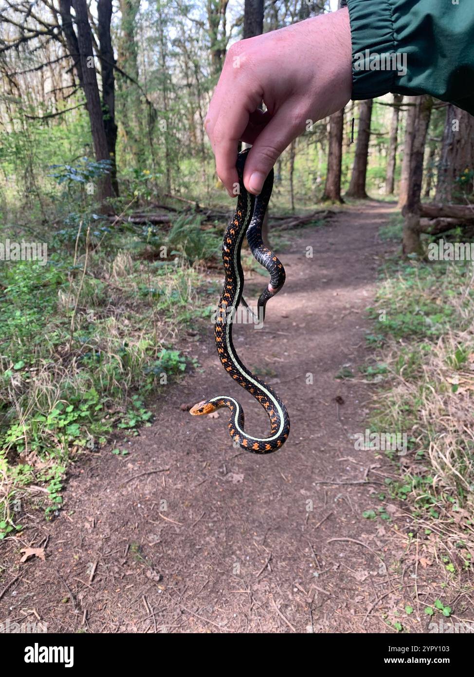 Red-spotted Garter Snake (Thamnophis sirtalis concinnus Stock Photo - Alamy