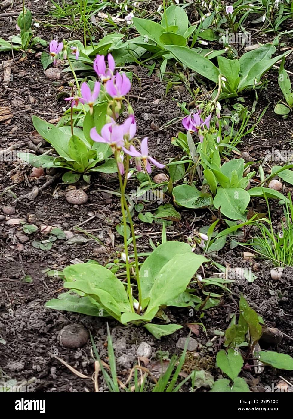 eastern shooting star (Primula meadia Stock Photo - Alamy