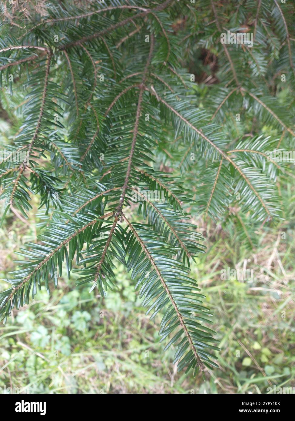 grand fir (Abies grandis Stock Photo - Alamy