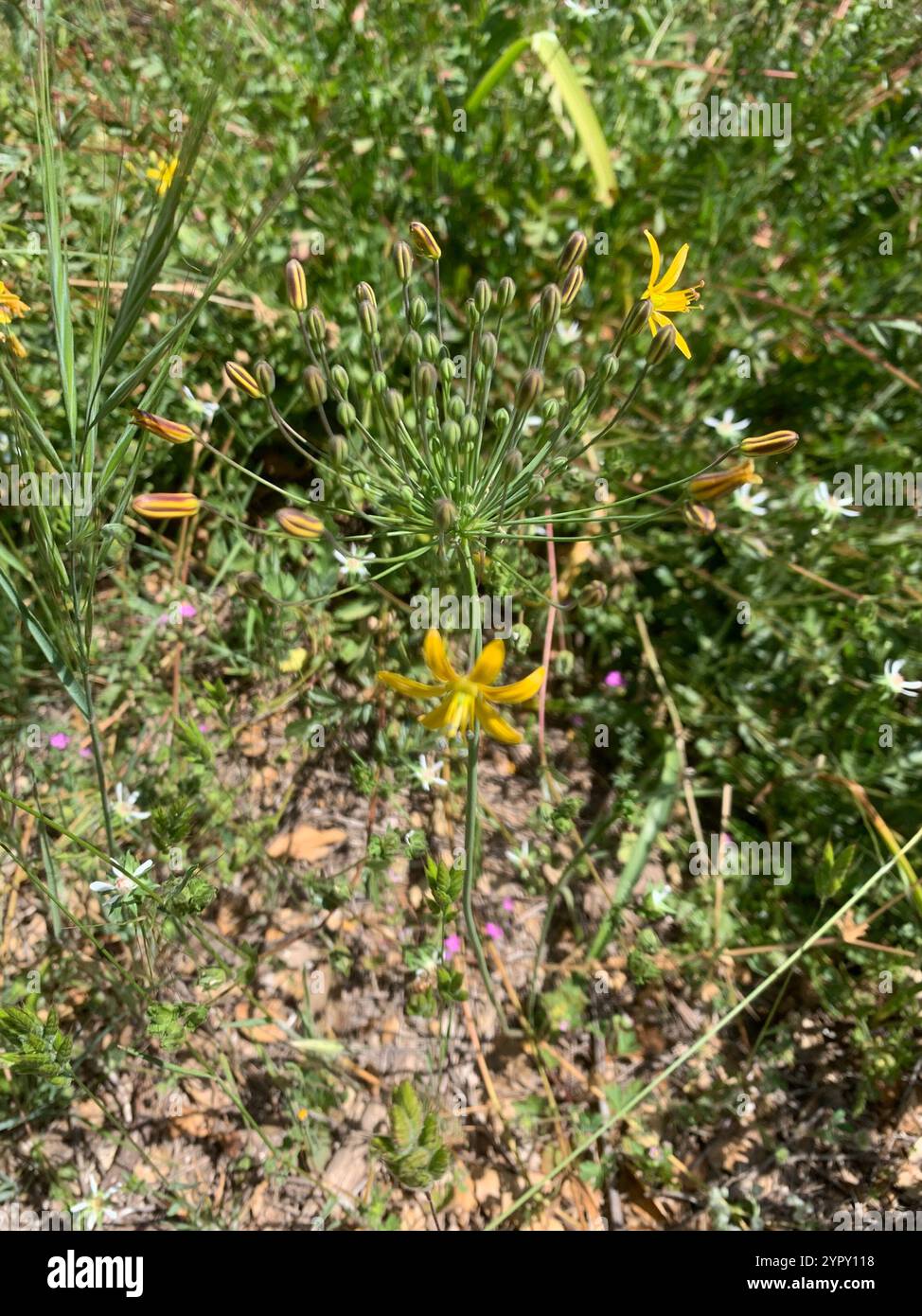Bloomeria hi-res stock photography and images - Alamy
