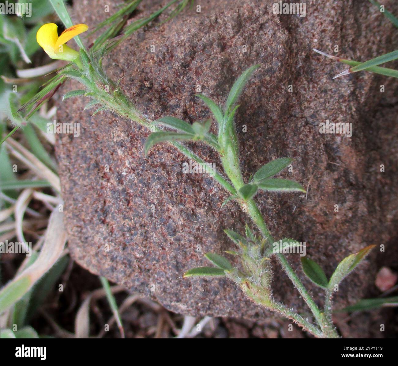 Wild Lucerne (Stylosanthes fruticosa Stock Photo - Alamy