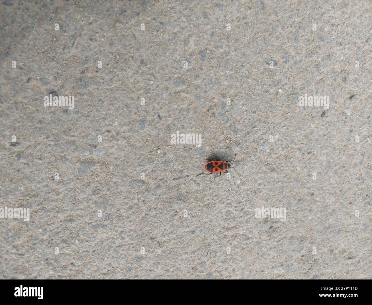 European Firebug (Pyrrhocoris apterus Stock Photo - Alamy