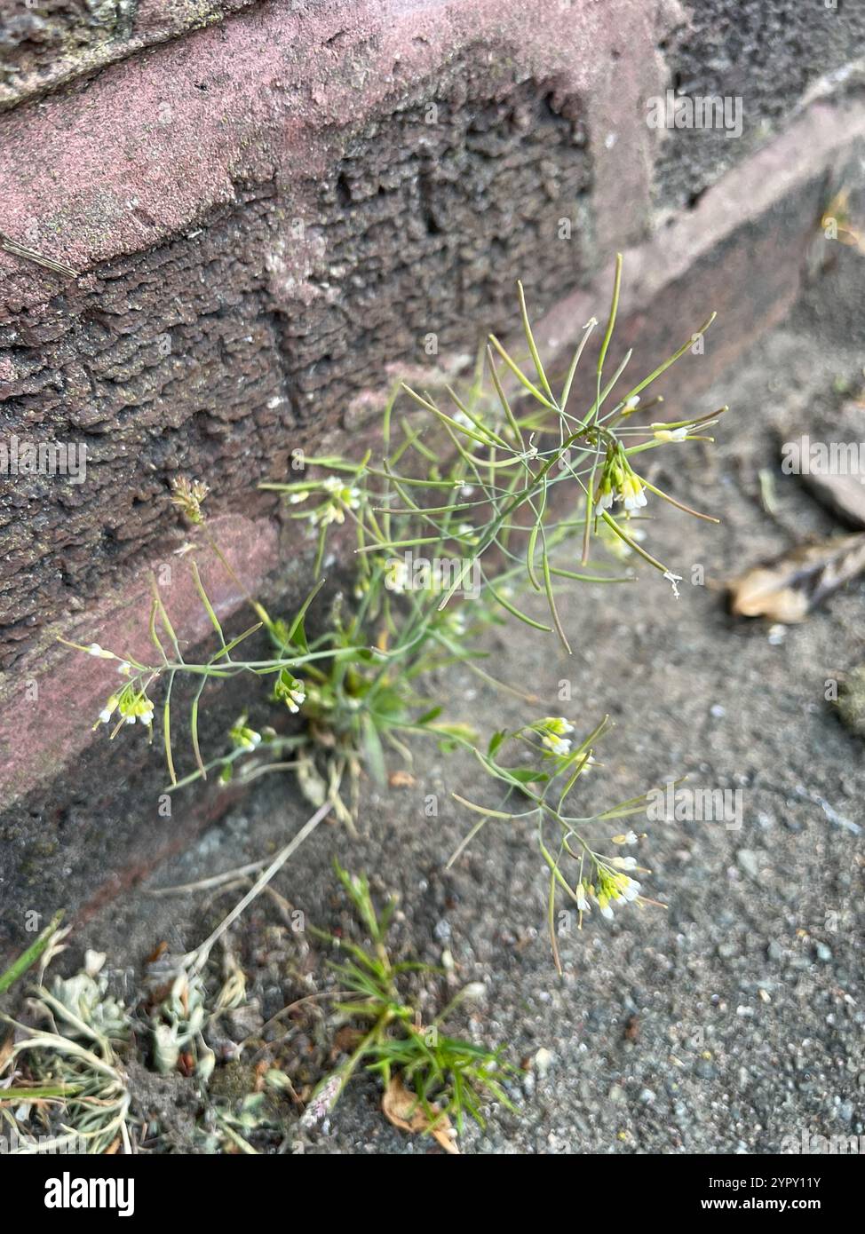 mouse-ear cress (Arabidopsis thaliana Stock Photo - Alamy