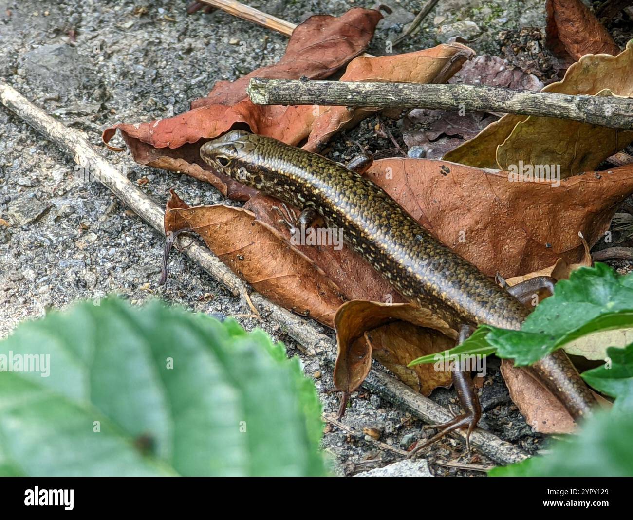 Indian Forest Skink (Sphenomorphus indicus Stock Photo - Alamy