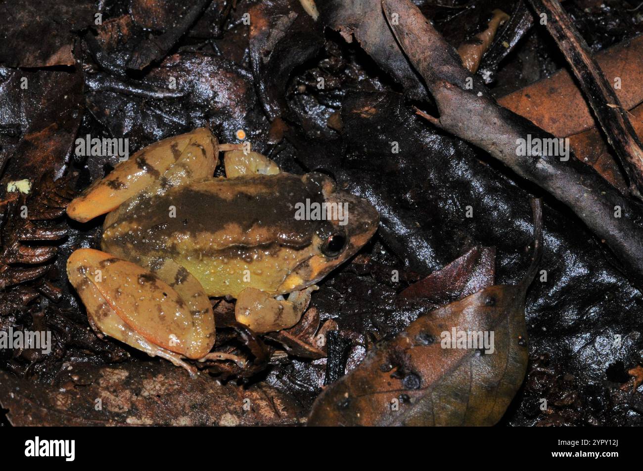 Tanahrata hi-res stock photography and images - Alamy