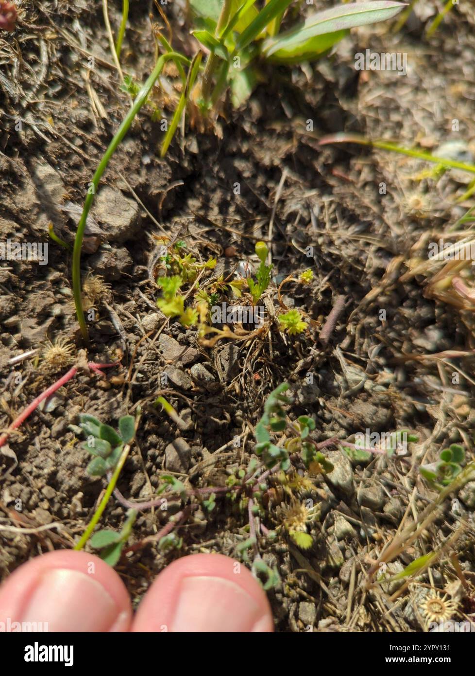 Field Parsley Piert (Alchemilla arvensis Stock Photo - Alamy