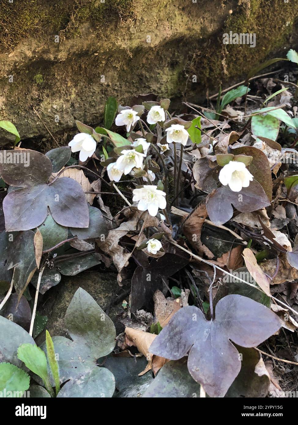 sharp-lobed hepatica (Hepatica acutiloba Stock Photo - Alamy