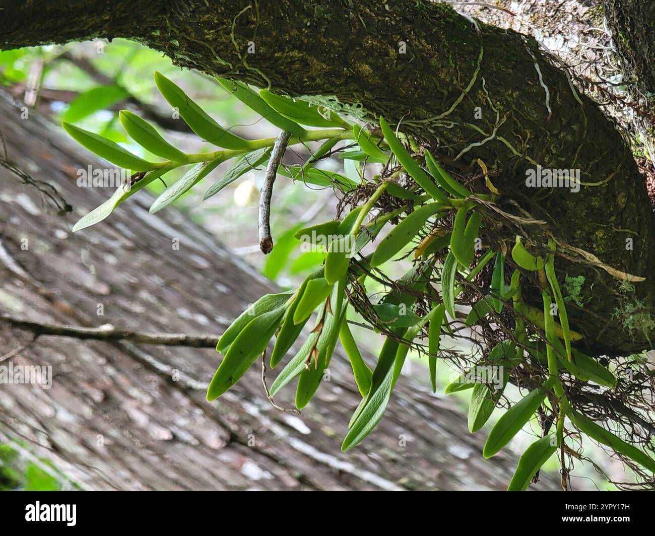 Epidendrum rigidum hi-res stock photography and images - Alamy
