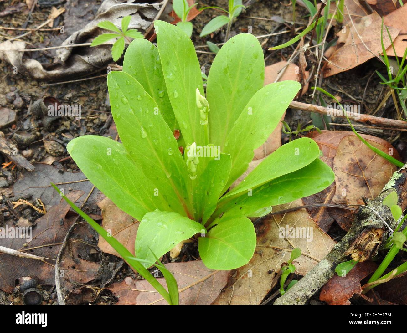 eastern shooting star (Primula meadia Stock Photo - Alamy