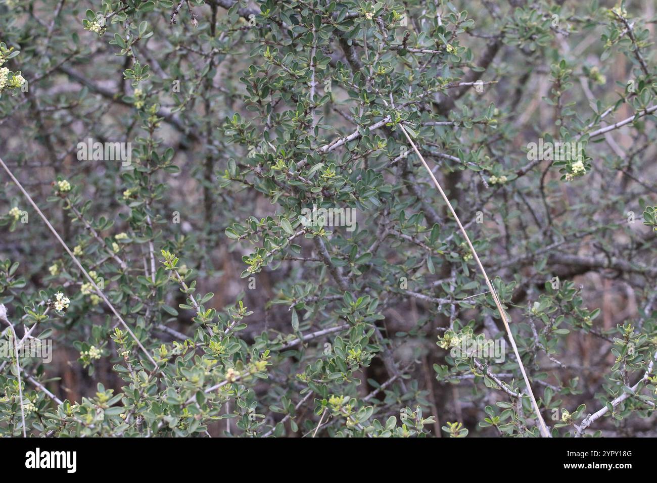 Buckbrush (Ceanothus cuneatus Stock Photo - Alamy