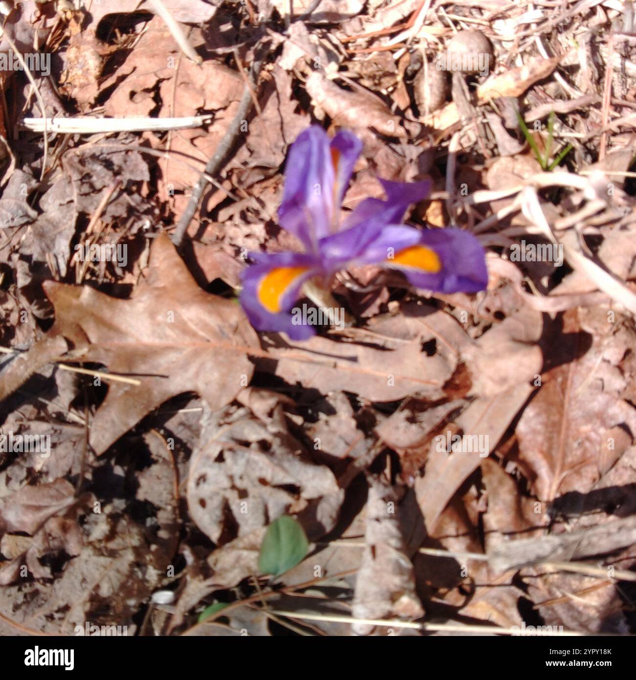 Iris verna hi-res stock photography and images - Alamy