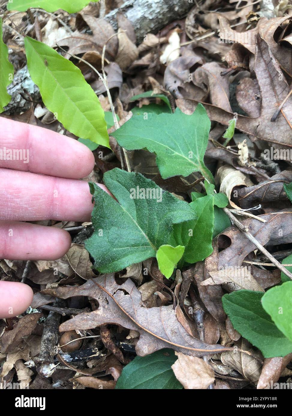 lion's foot rattlesnake root (Nabalus serpentarius Stock Photo - Alamy