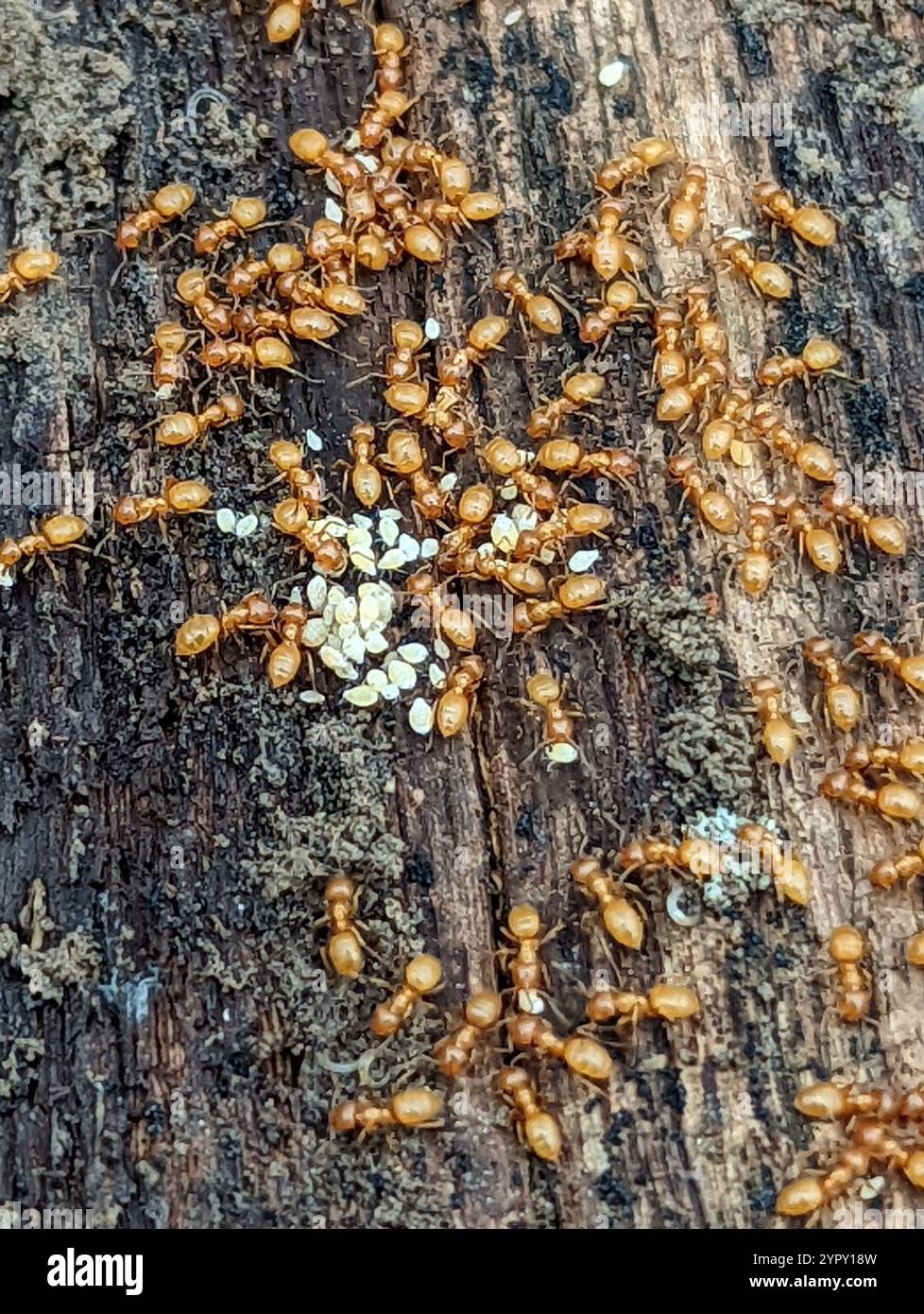 Acanthomyops hi-res stock photography and images - Alamy