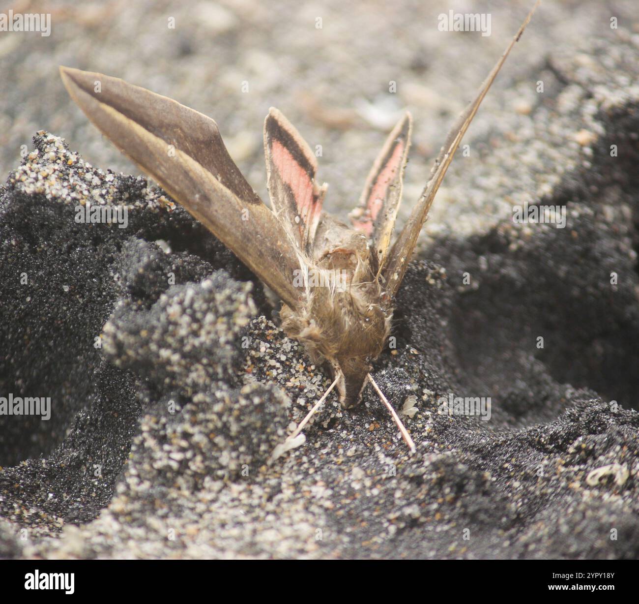 Annei hi-res stock photography and images - Alamy