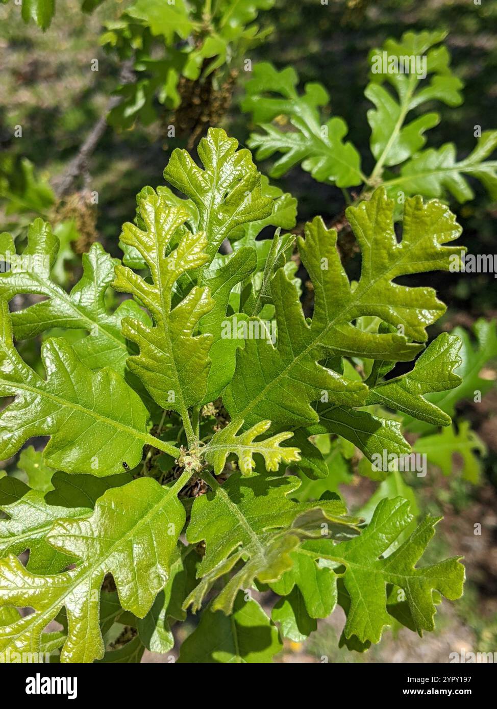 bur oak (Quercus macrocarpa Stock Photo - Alamy