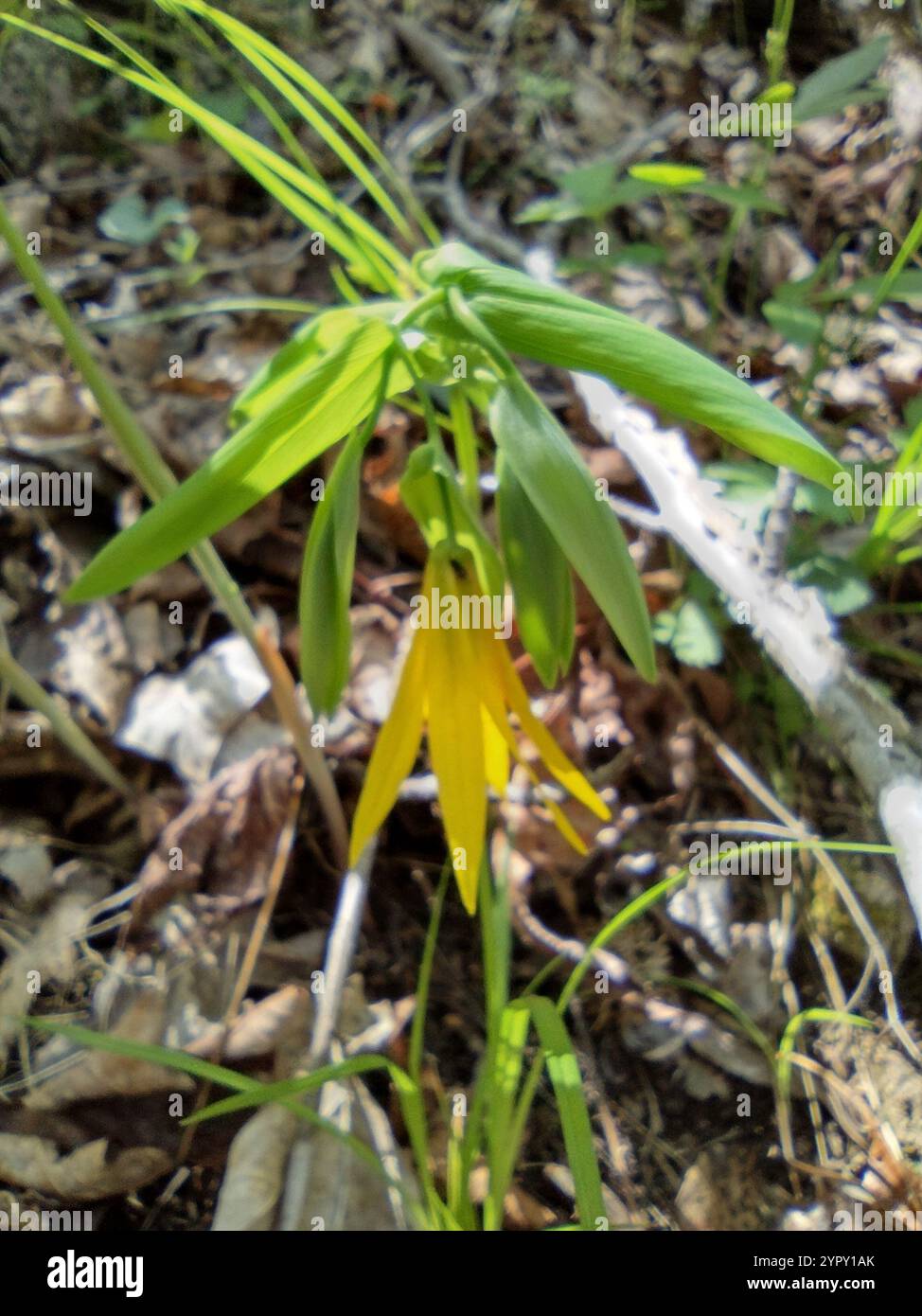 largeflower bellwort (Uvularia grandiflora Stock Photo - Alamy