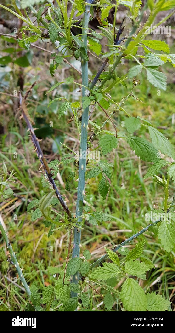 whitebark raspberry (Rubus leucodermis Stock Photo - Alamy