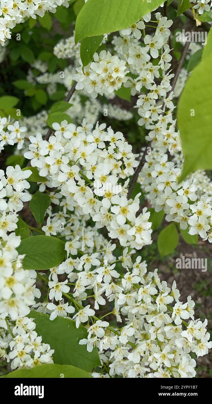 bird cherry (Prunus padus Stock Photo - Alamy