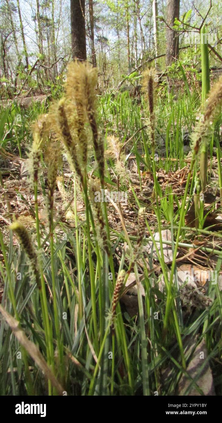 Rare Spring-sedge (Carex ericetorum Stock Photo - Alamy