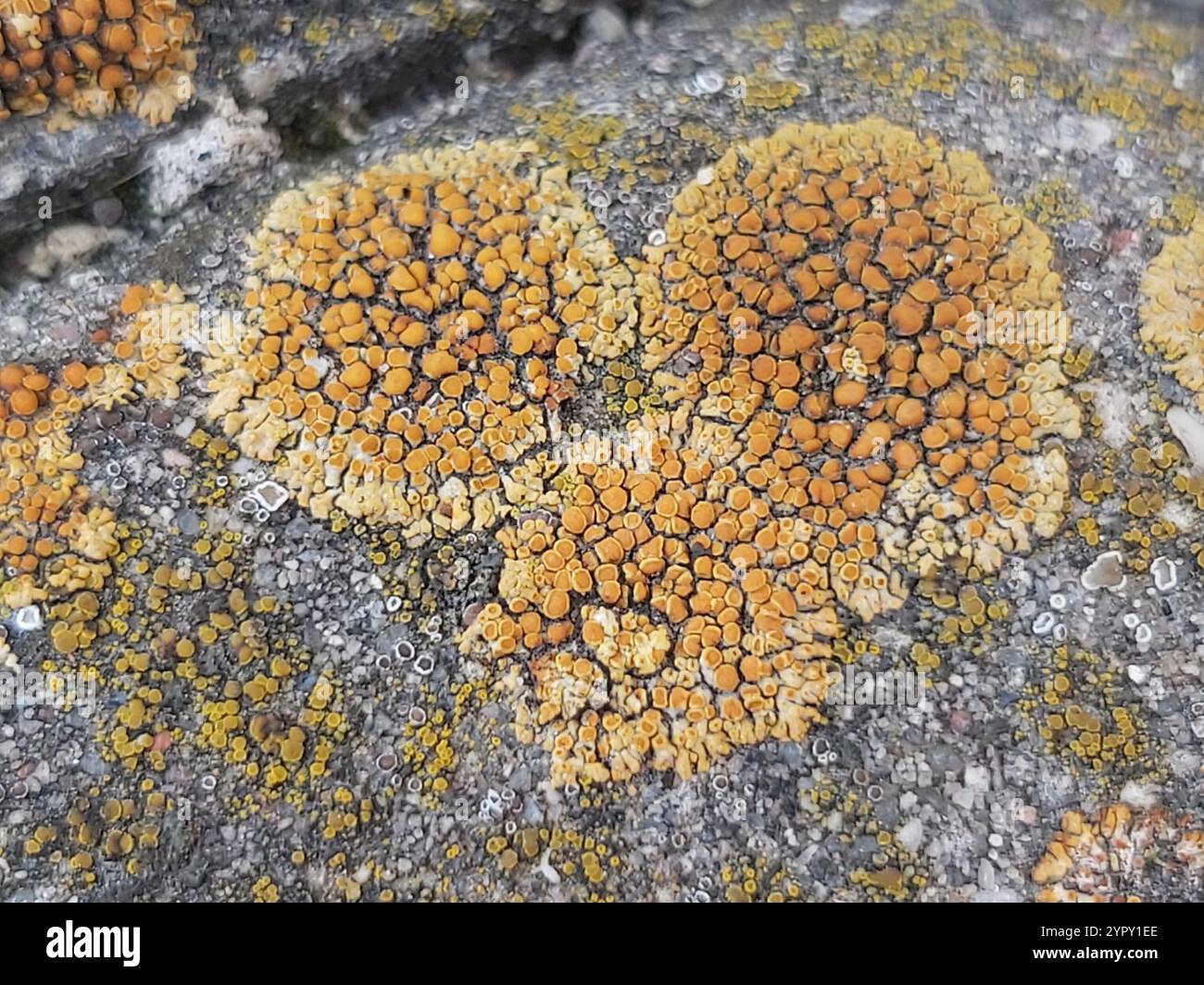 tiny firedot lichen (Calogaya pusilla Stock Photo - Alamy