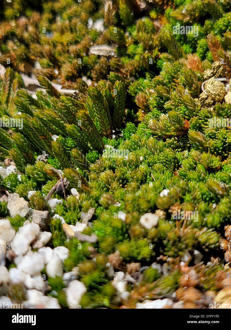 vascular plants (Tracheophyta Stock Photo - Alamy