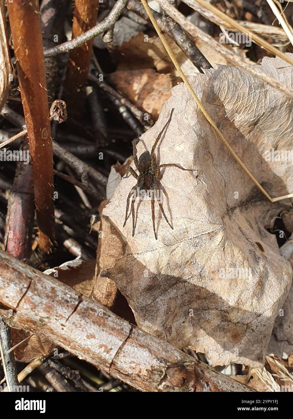 Thin-legged Wolf Spiders (Pardosa Stock Photo - Alamy