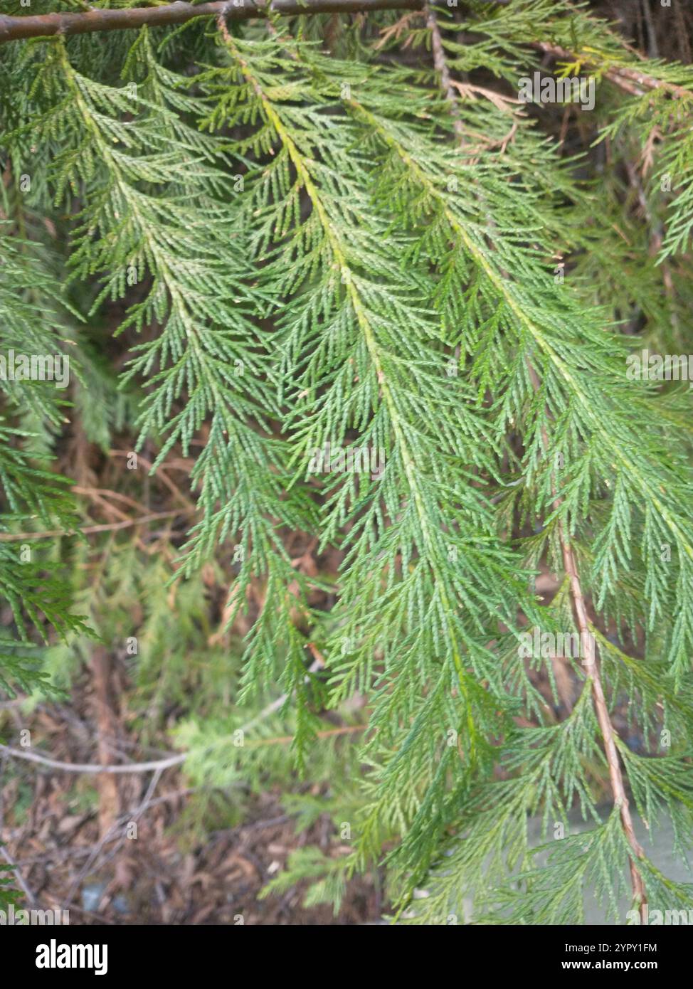 Lawson's cypress (Chamaecyparis lawsoniana Stock Photo - Alamy