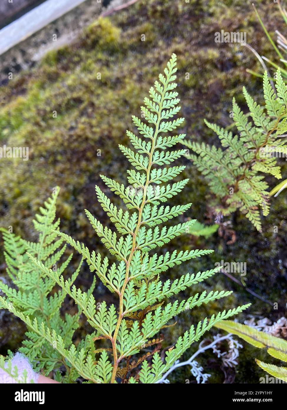 Hard fern (Paesia scaberula Stock Photo - Alamy