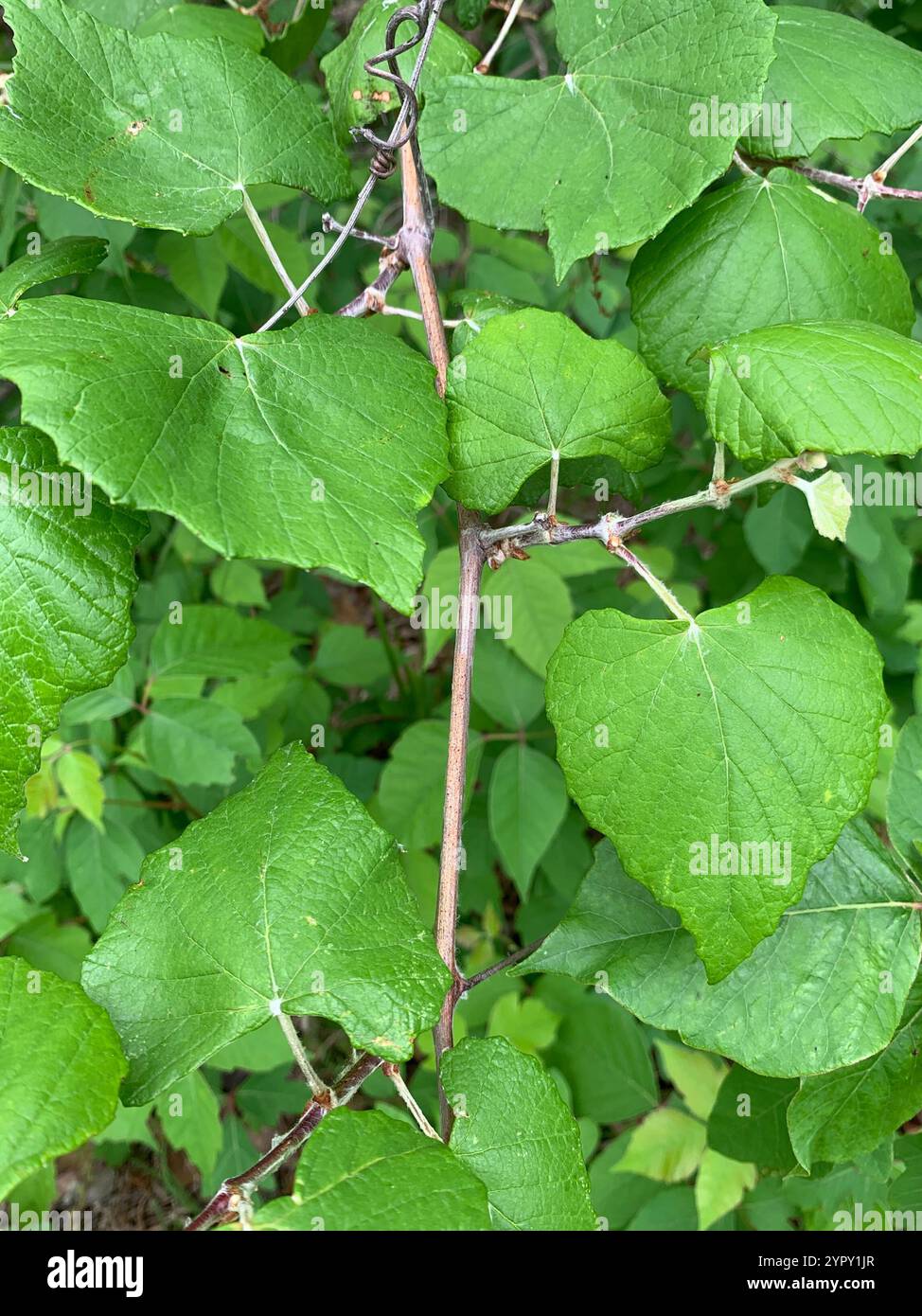 mustang grape (Vitis mustangensis Stock Photo - Alamy