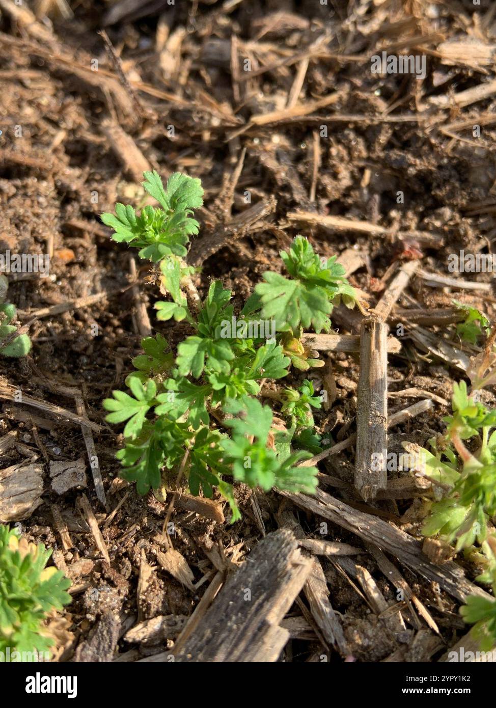 Slender parsley-piert (Alchemilla australis Stock Photo - Alamy