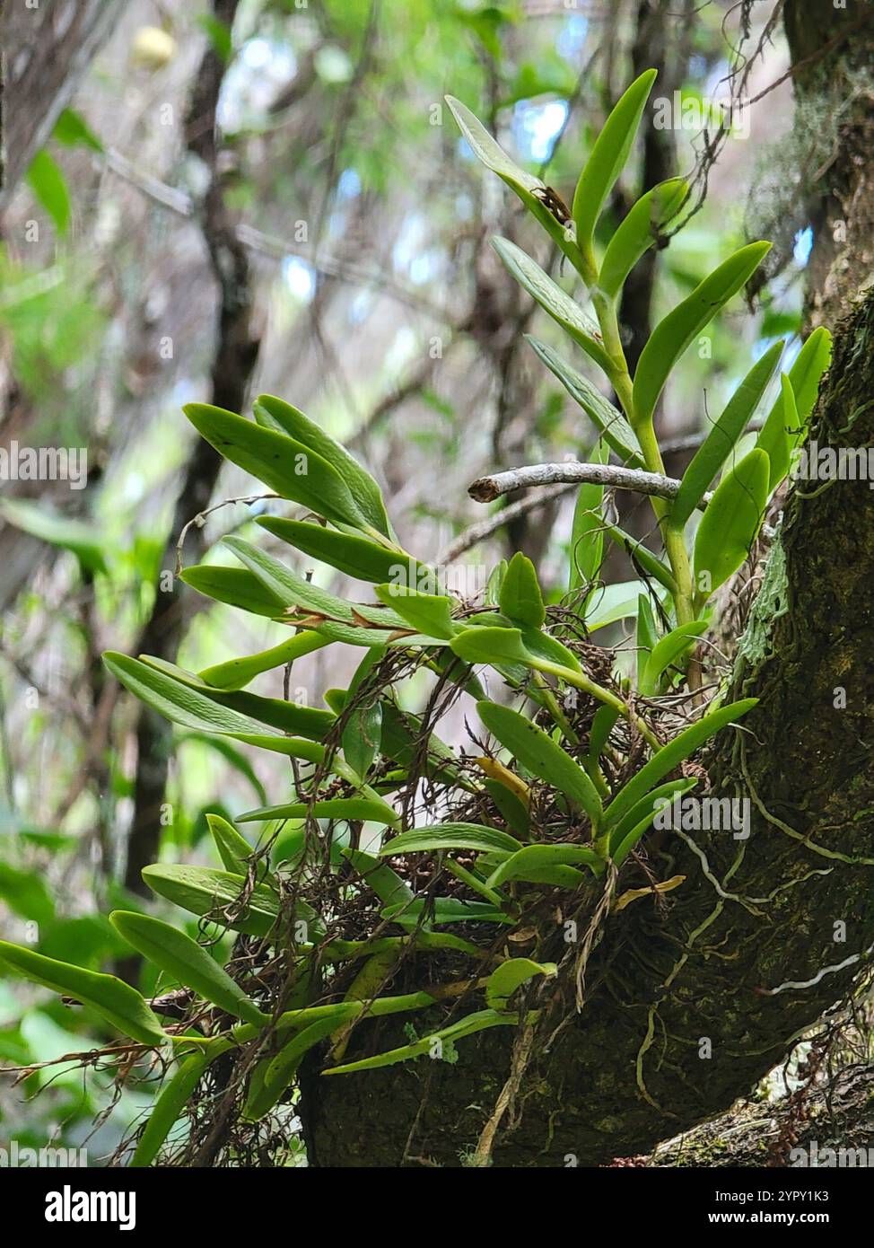 Epidendrum rigidum hi-res stock photography and images - Alamy