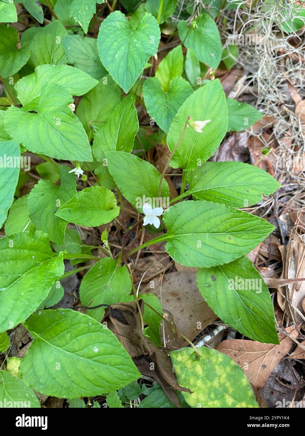 primrose-leaved violet (Viola primulifolia Stock Photo - Alamy