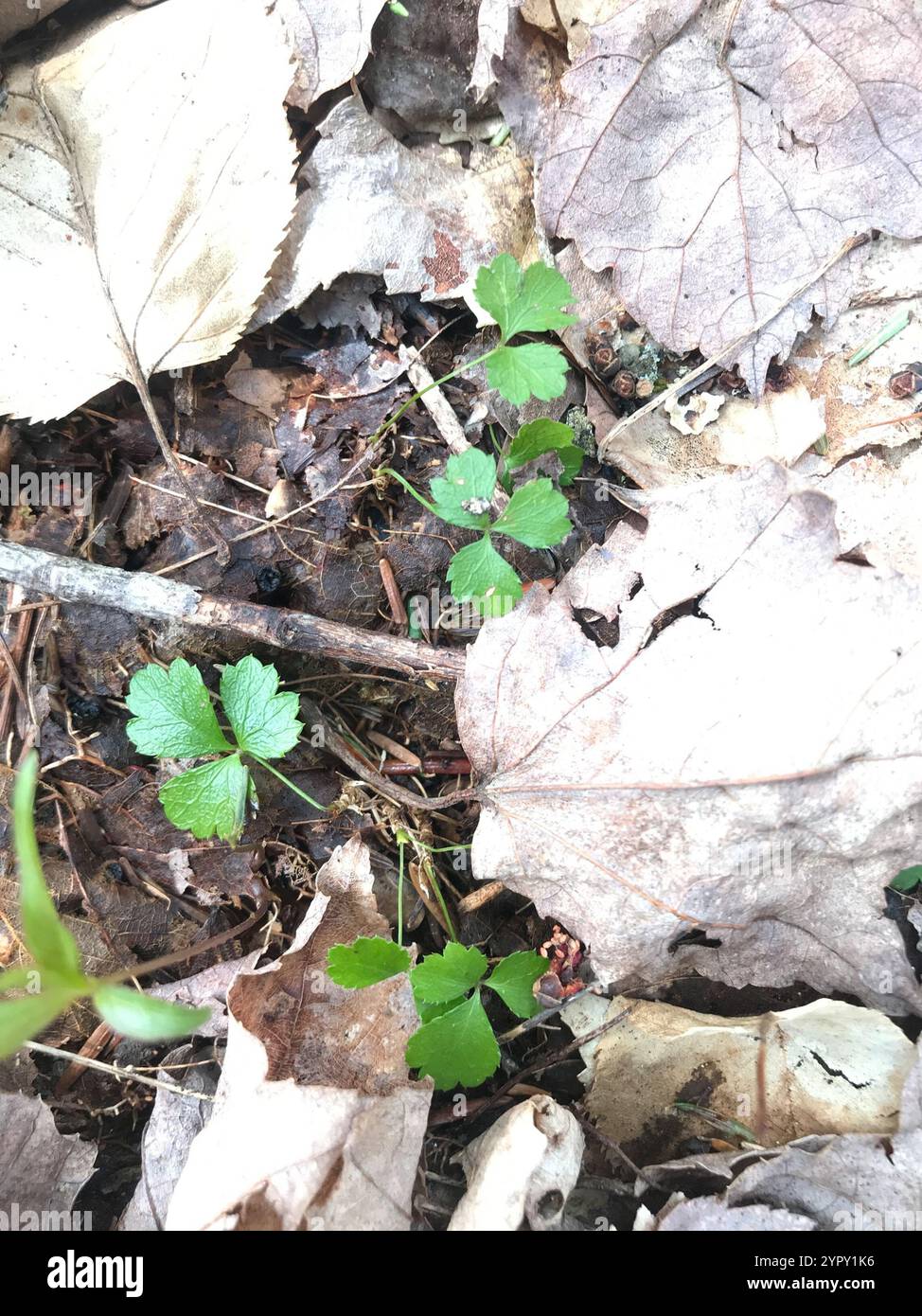threeleaf goldthread (Coptis trifolia Stock Photo - Alamy