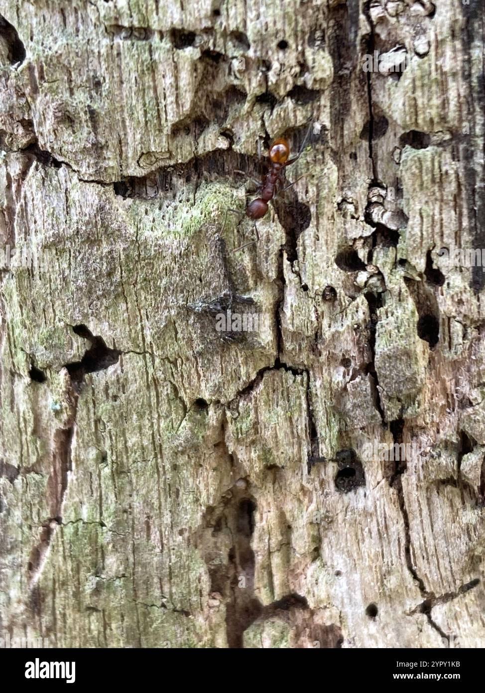 Tennessee collared ant hi-res stock photography and images - Alamy
