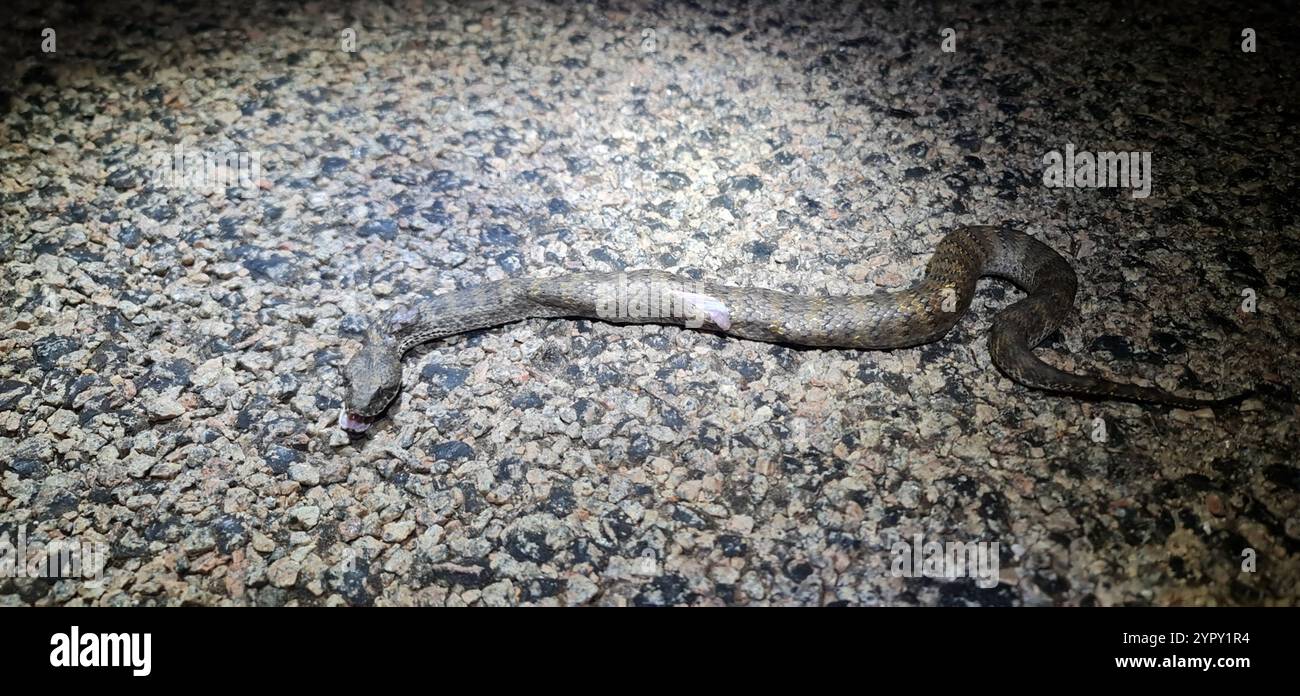 Plains Death Adder (Acanthophis hawkei Stock Photo - Alamy