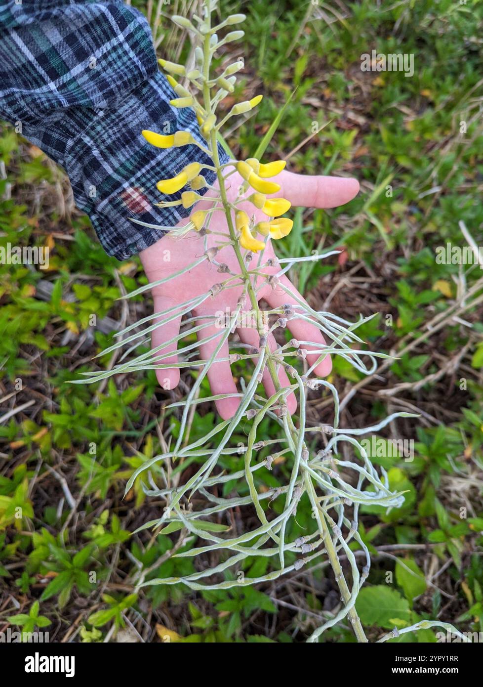 Necklace pod (Sophora tomentosa Stock Photo - Alamy