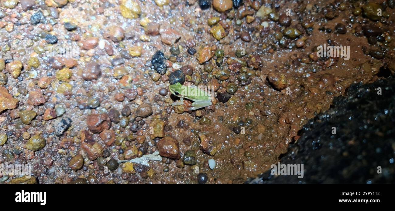 Northern Dwarf Tree Frog (Litoria bicolor Stock Photo - Alamy