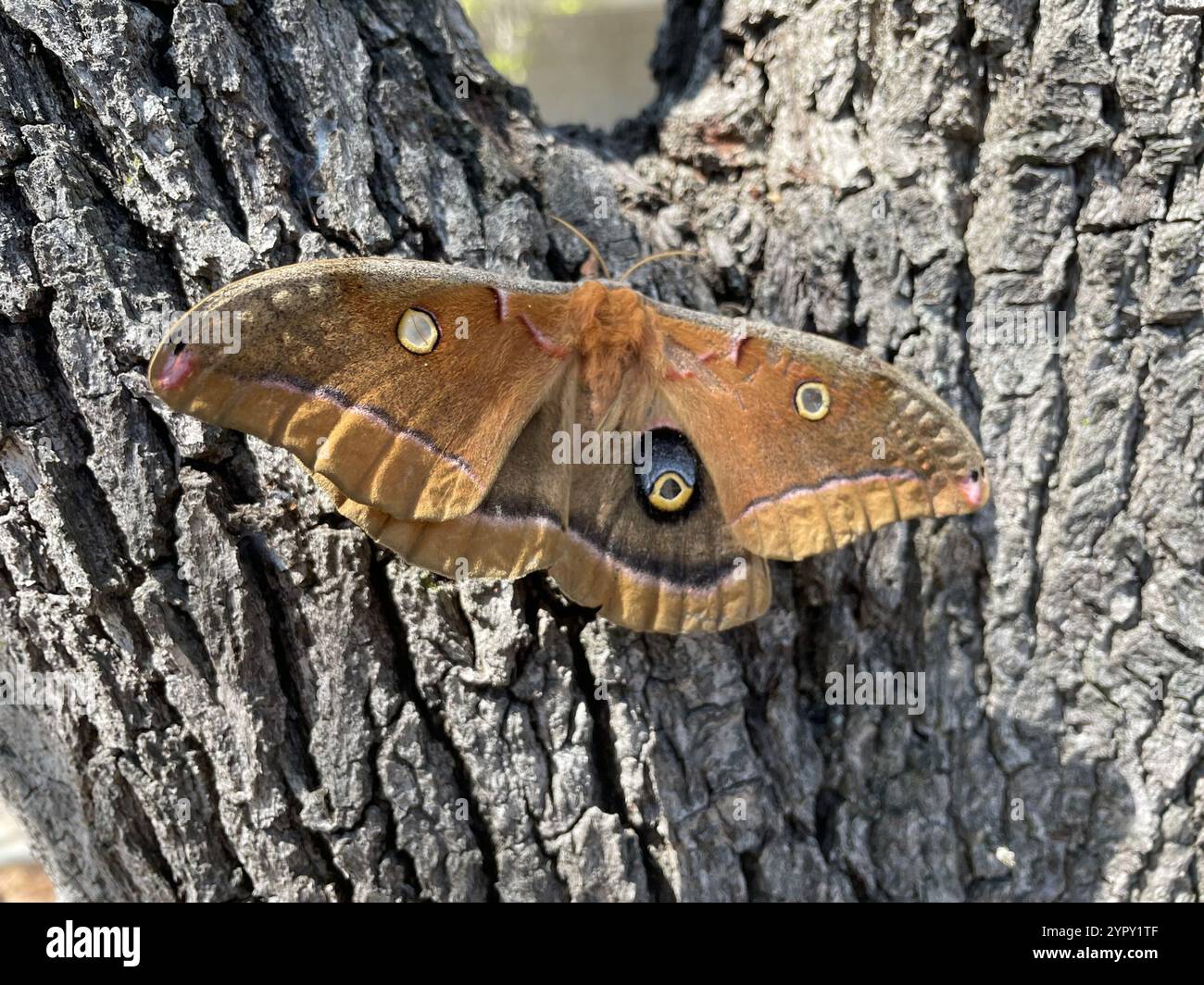 Polyphemus Moth (Antheraea polyphemus Stock Photo - Alamy
