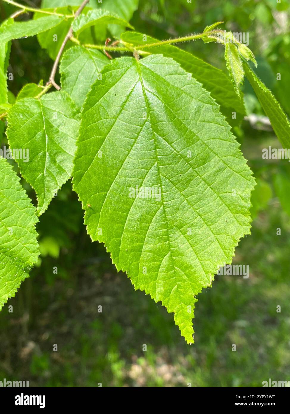 American hazelnut (Corylus americana Stock Photo - Alamy