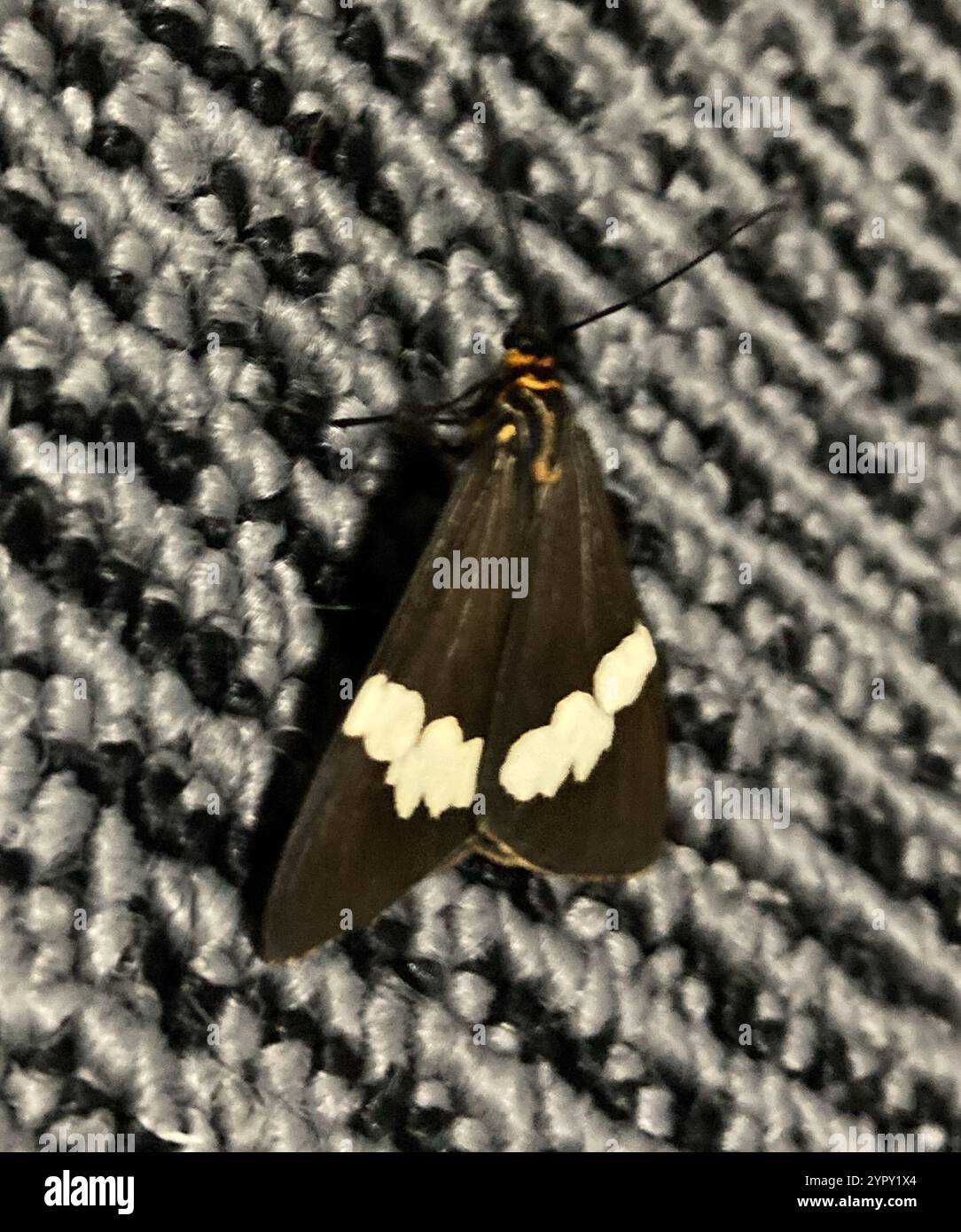 Australian magpie moth hi-res stock photography and images - Alamy