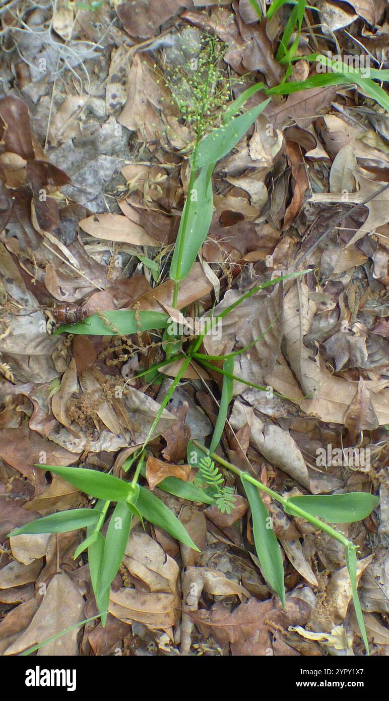 variable witchgrass (Dichanthelium commutatum Stock Photo - Alamy