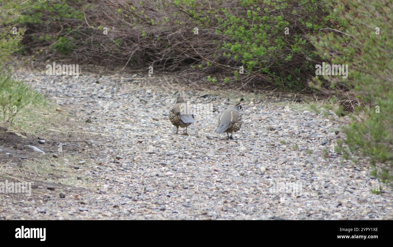 California Quail (Callipepla californica Stock Photo - Alamy