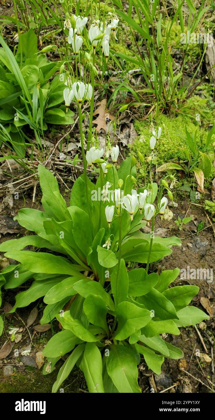 eastern shooting star (Primula meadia Stock Photo - Alamy