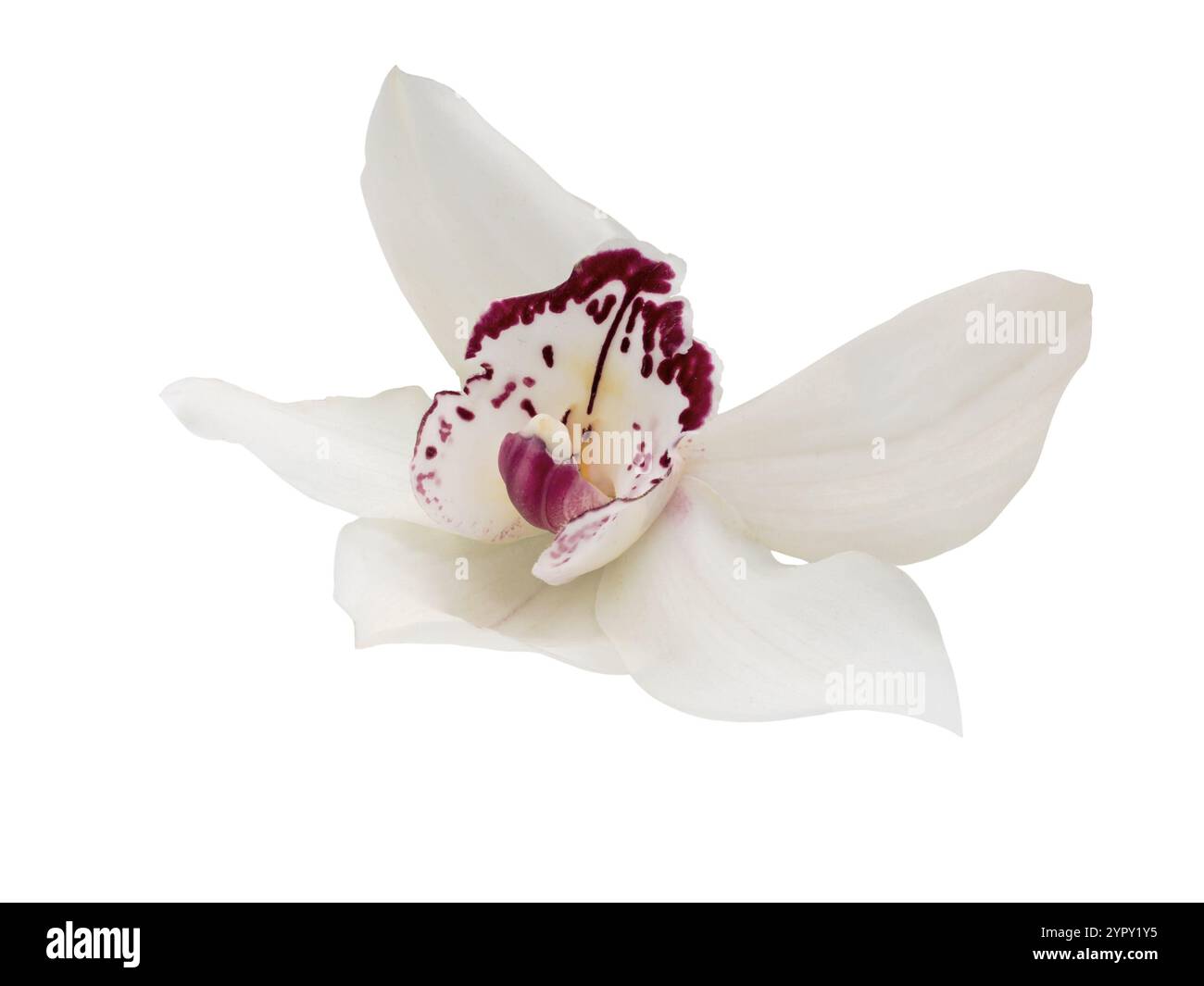 White orchid with purple markings isolated on white. Fragrant white ...